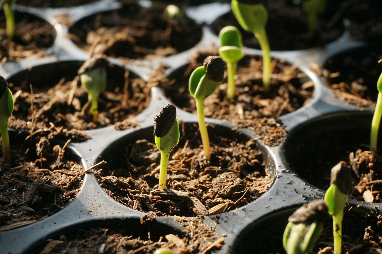 Spring Into Gardening: Starting Seeds Indoors | The Canning Diva